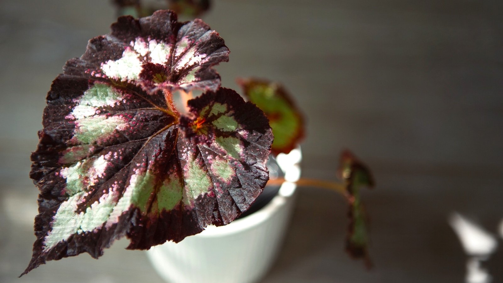31 Different Varieties of Colorful Rex Begonias