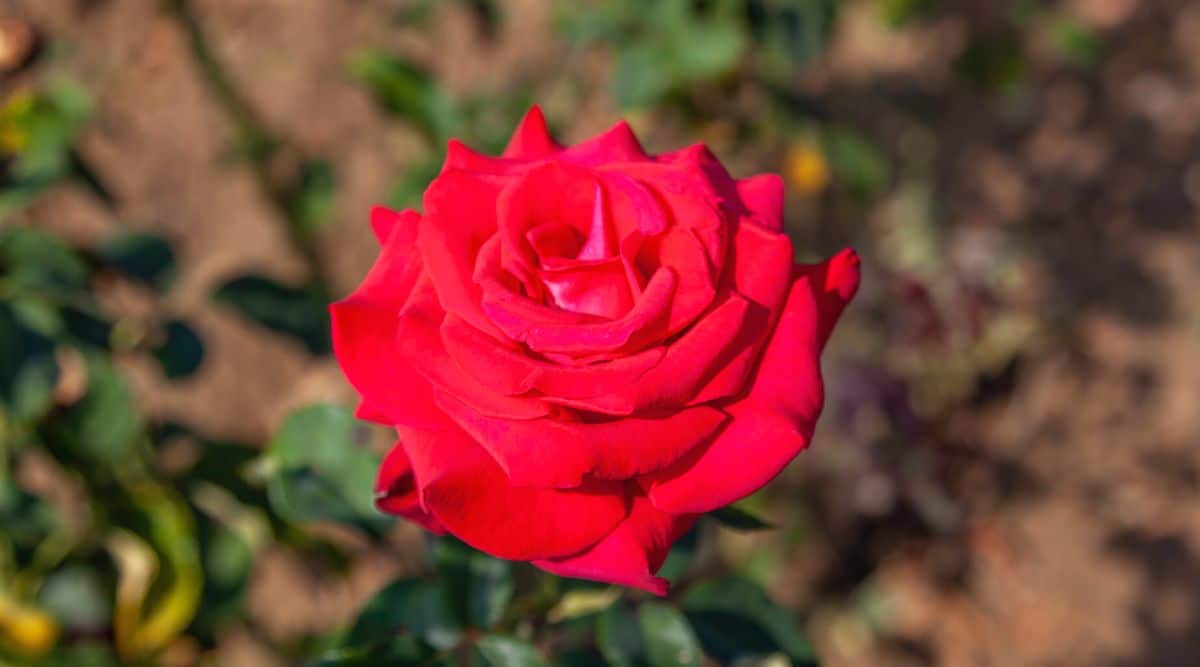 13 Patriotic Roses to Plant This Memorial Day Weekend