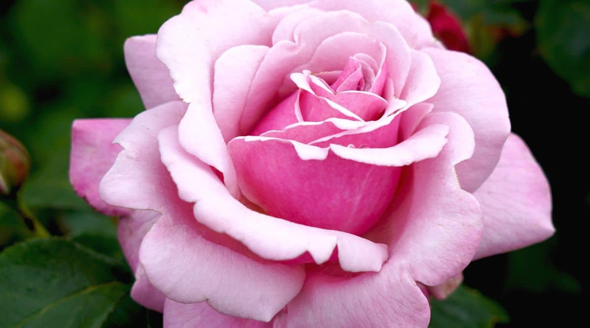 13 Patriotic Roses to Plant This Memorial Day Weekend