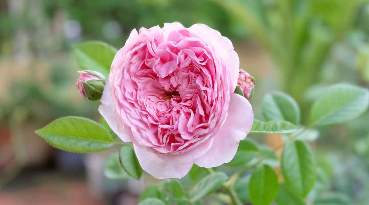 13 Patriotic Roses to Plant This Memorial Day Weekend