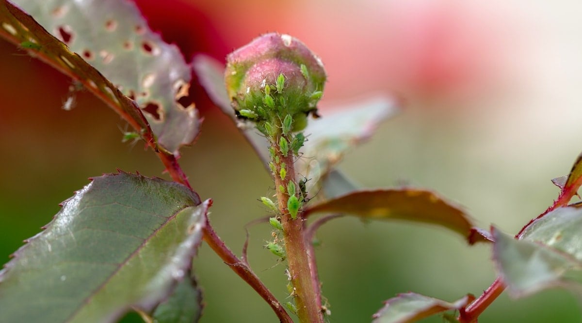 9 Reasons Roses Drop Their Flowers