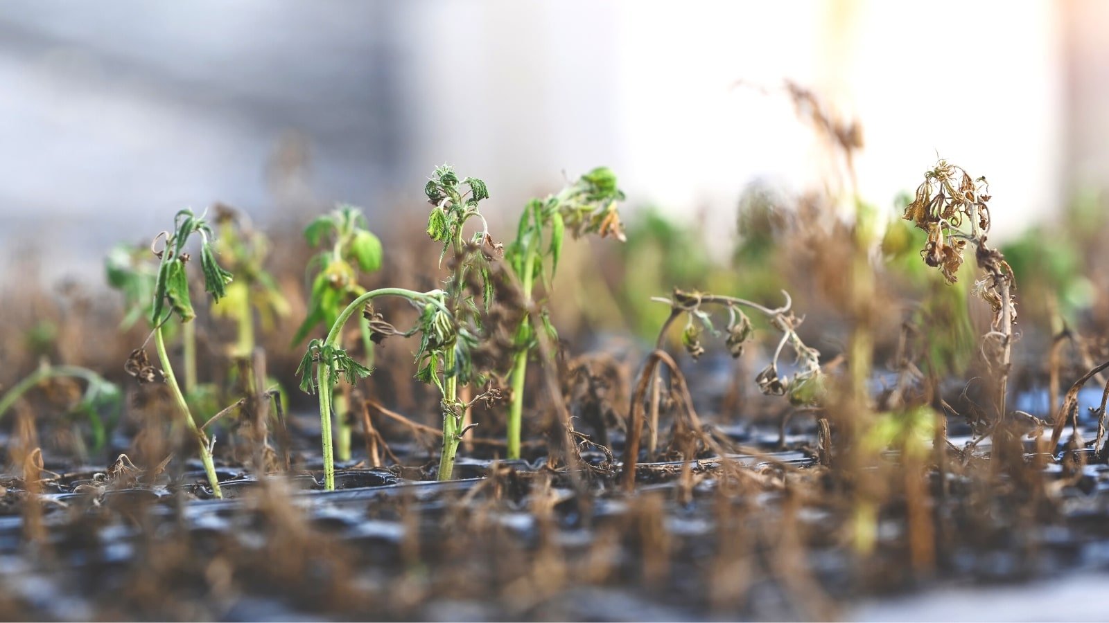 7 Tips to Prevent Rotting Seedlings from Damping Off