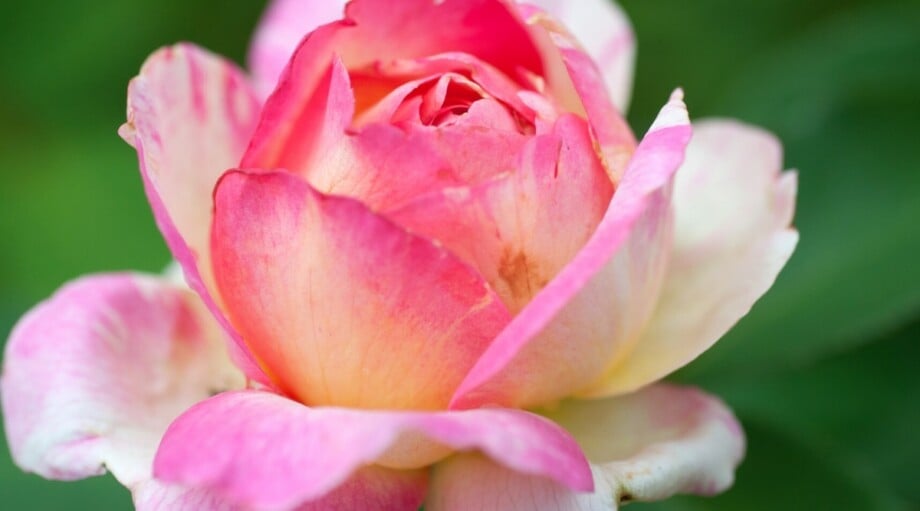 33 Beautiful Roses That Thrive in the Shade