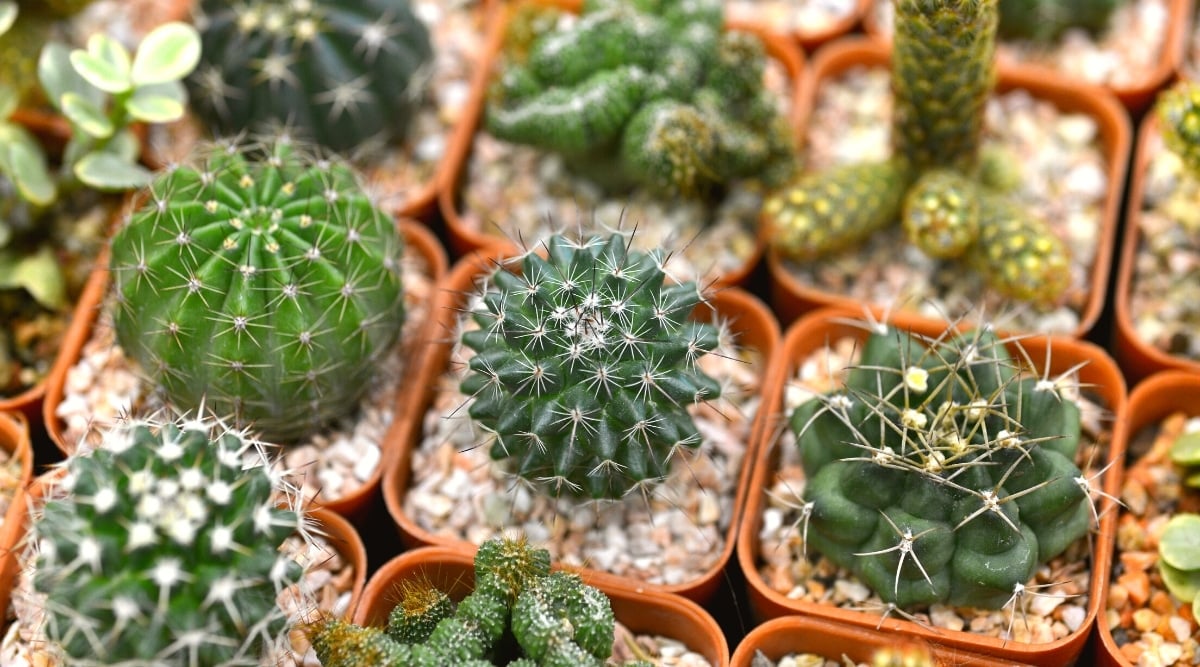 Indoor Cactus Names