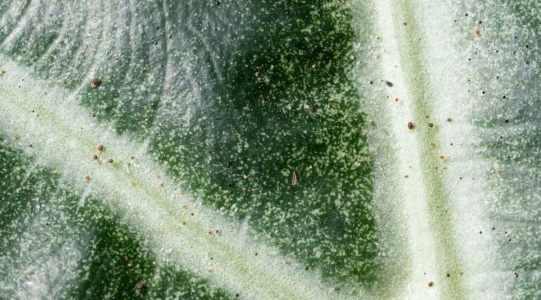 11 Common Tulip Pests: How to Identify, Prevent, and Treat Them