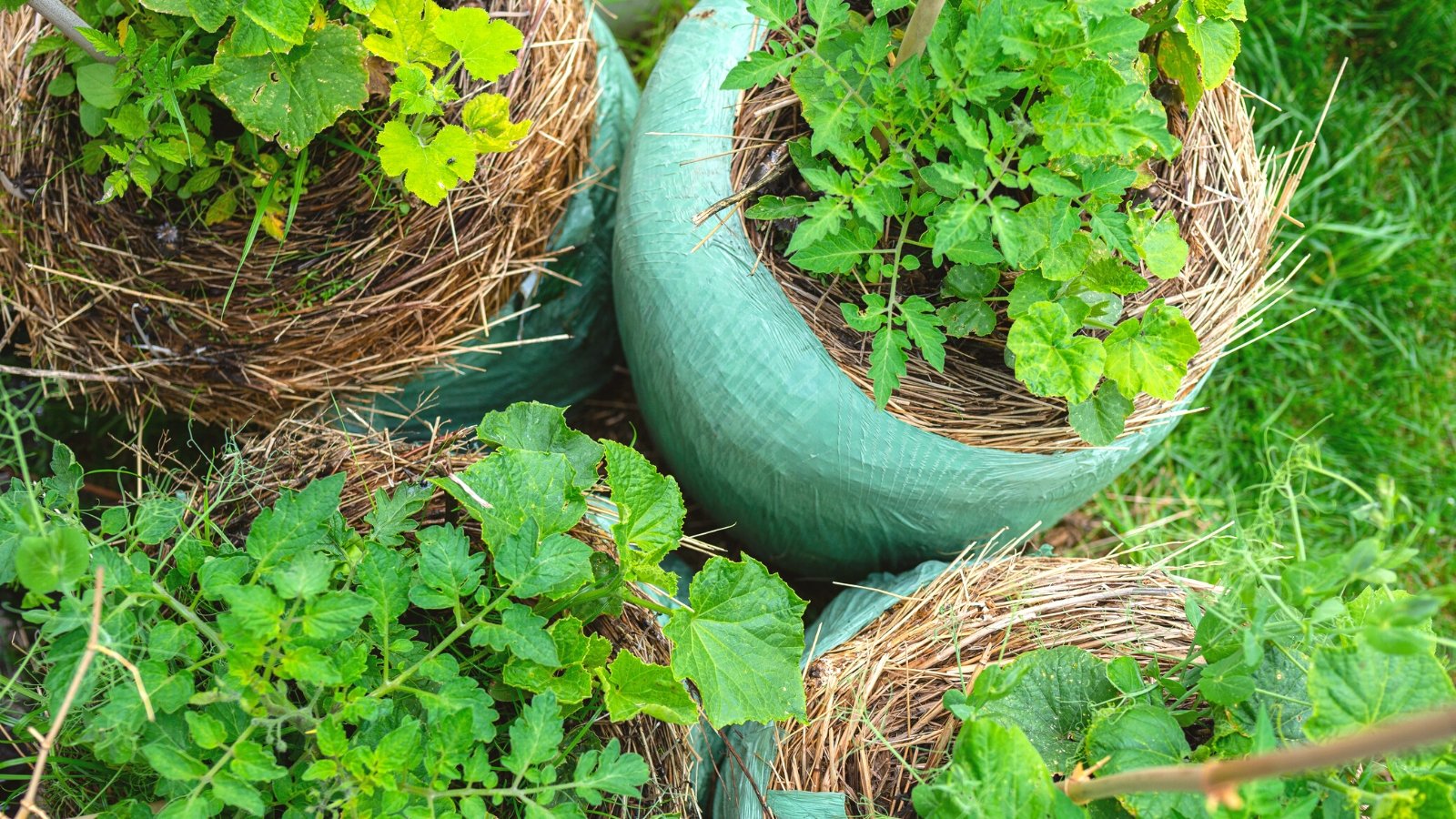 11 Tips for Starting a Strawbale Garden