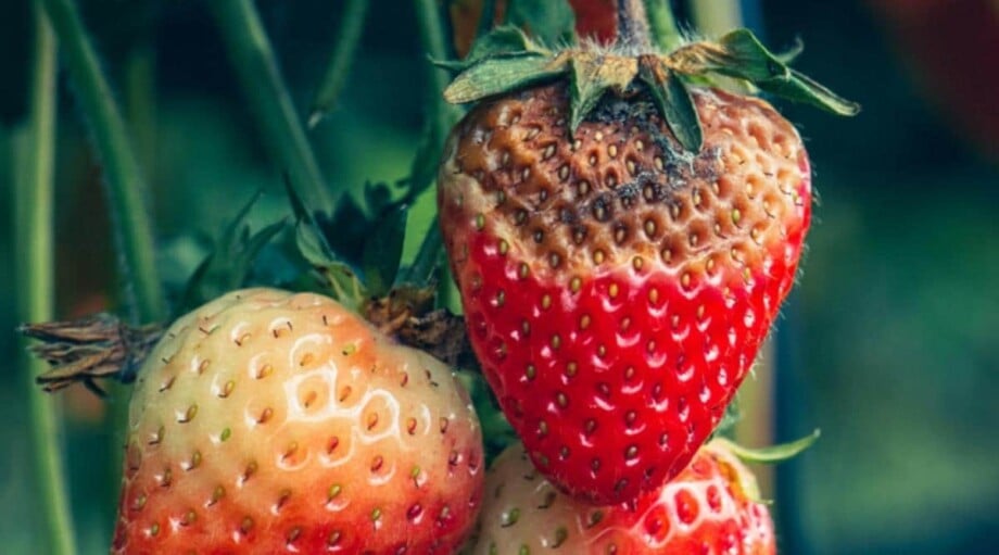 11 Strawberry Diseases: How to Identify, Prevent, and Treat Them