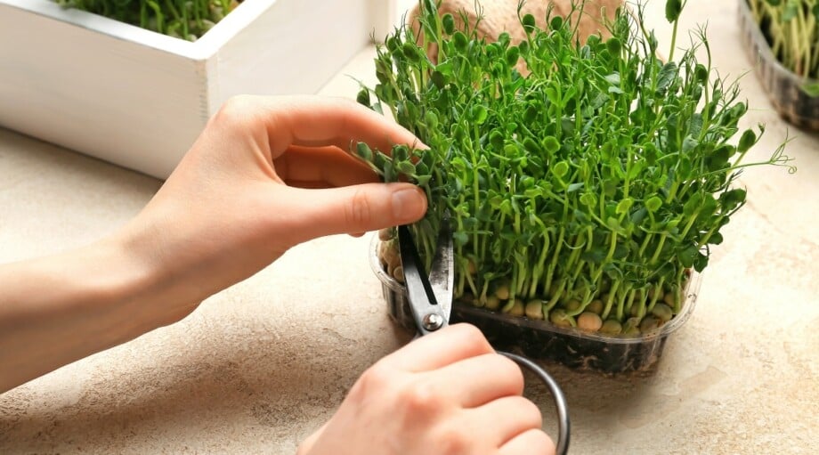 How To Thin Seedlings for A Productive Garden