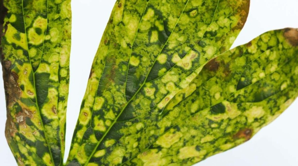 8 Different Tulip Diseases: Identification, Prevention, and Treatment