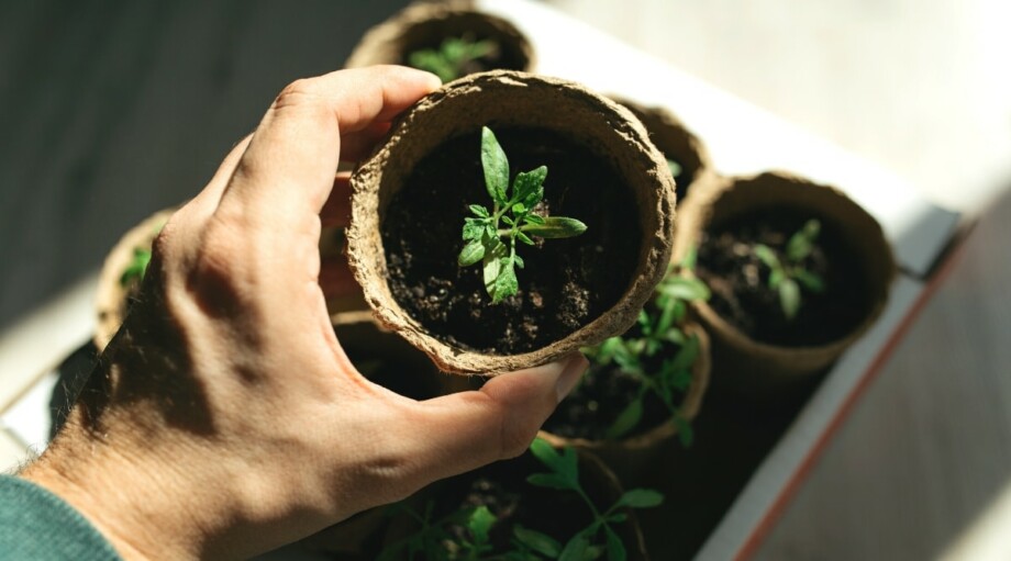 How to Plant, Grow, and Care for Phacelia