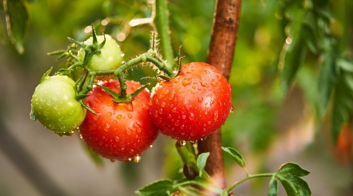 How Much & How Often Should You Water Tomato Plants?