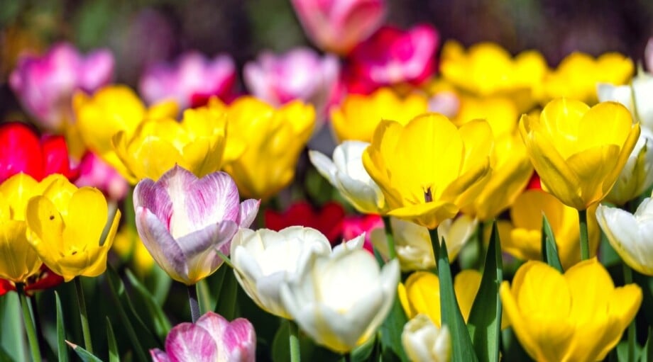 Tulip Colors: What Colors Do Tulip Flowers Bloom?