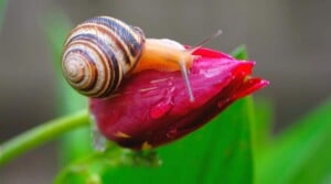 11 Common Tulip Pests: How to Identify, Prevent, and Treat Them