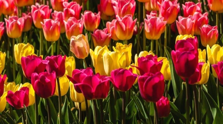 47 Different Types of Tulip Varieties For Your Flowerbeds