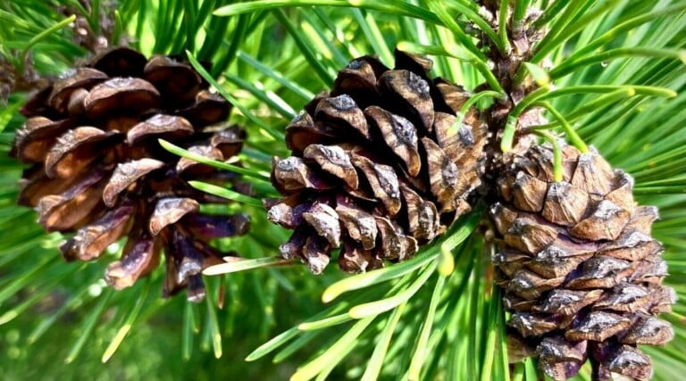 61 Different Types of Pine Trees With Picture Identification