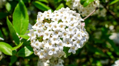 17 Beautiful Types of Viburnum to Grow This Season