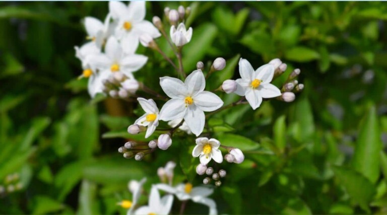 21 Vines and Climbing Plants With White Flowers