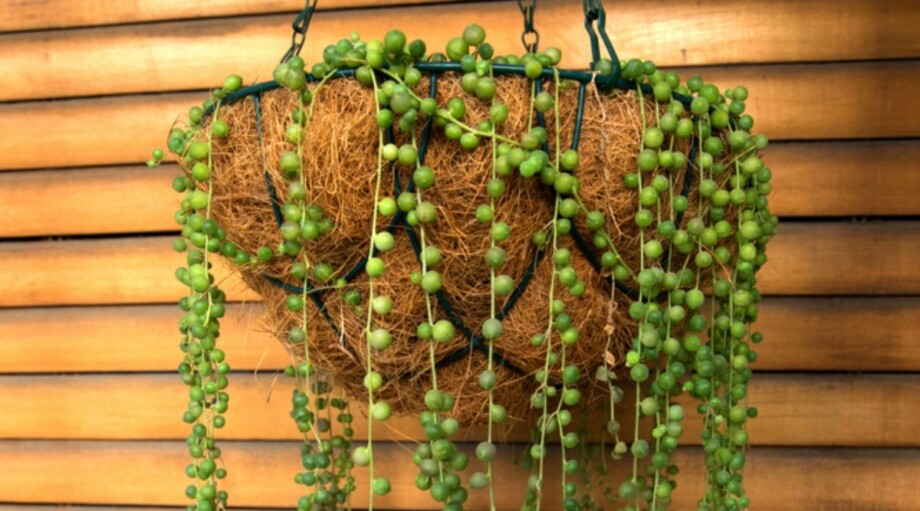 31 Trailing Succulent Plants For Hanging Baskets
