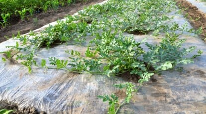 18 Pros and Cons of Using Plastic Mulch in the Garden