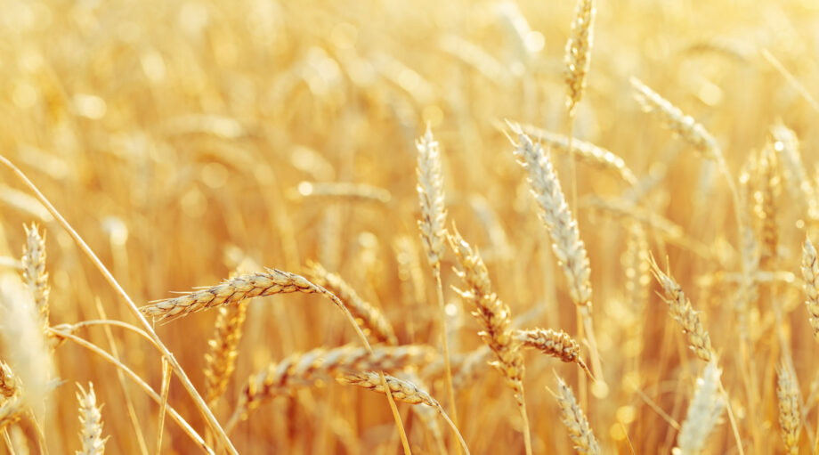 18 Cover Crops For Raised Beds