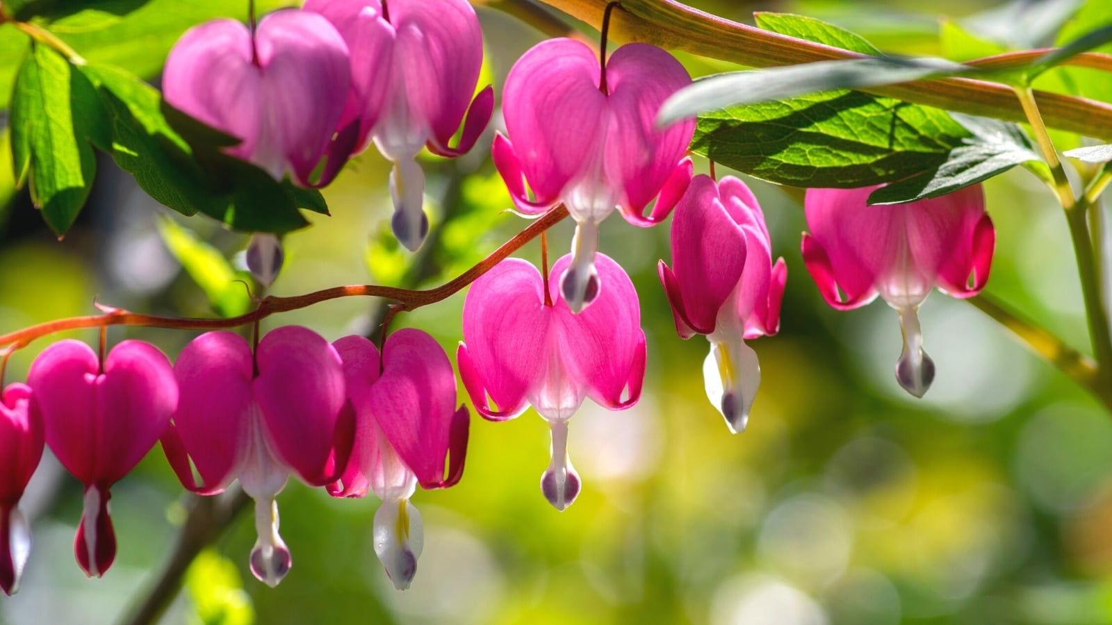 Bleeding Heart Flower Wallpaper