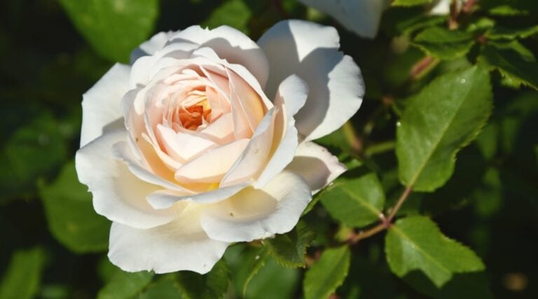 21 Beautiful White Rose Varieties to Grow This Season