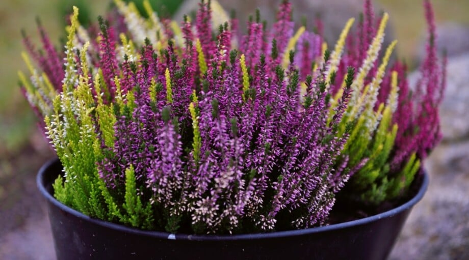27 Perfect Plants For Winter Container Gardens