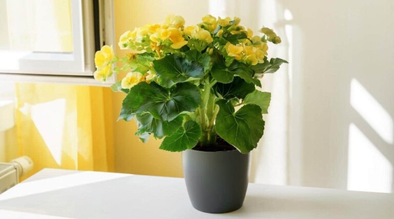 15 Tips For Growing Beautiful Begonias in Pots or Containers