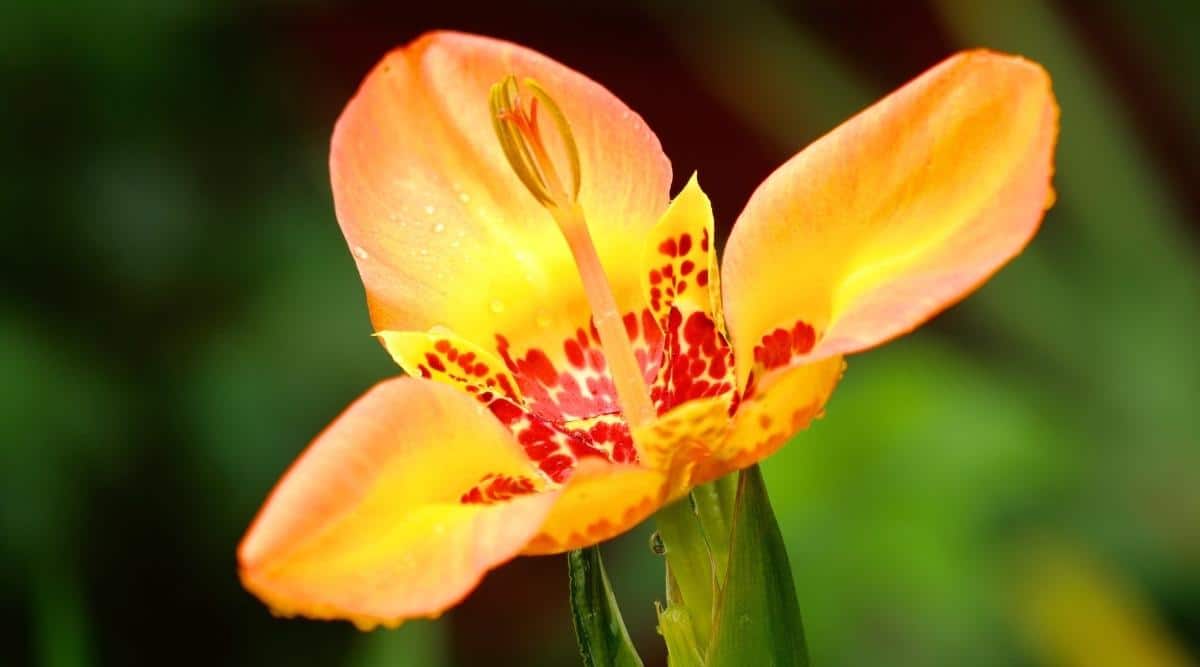 Perennial Plants Zone 9a