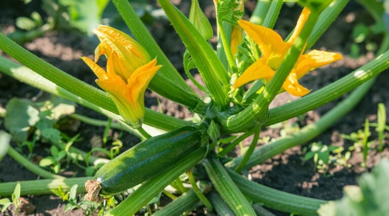 Zucchini Companion Plants: 27 Plants to Grow With Zucchini