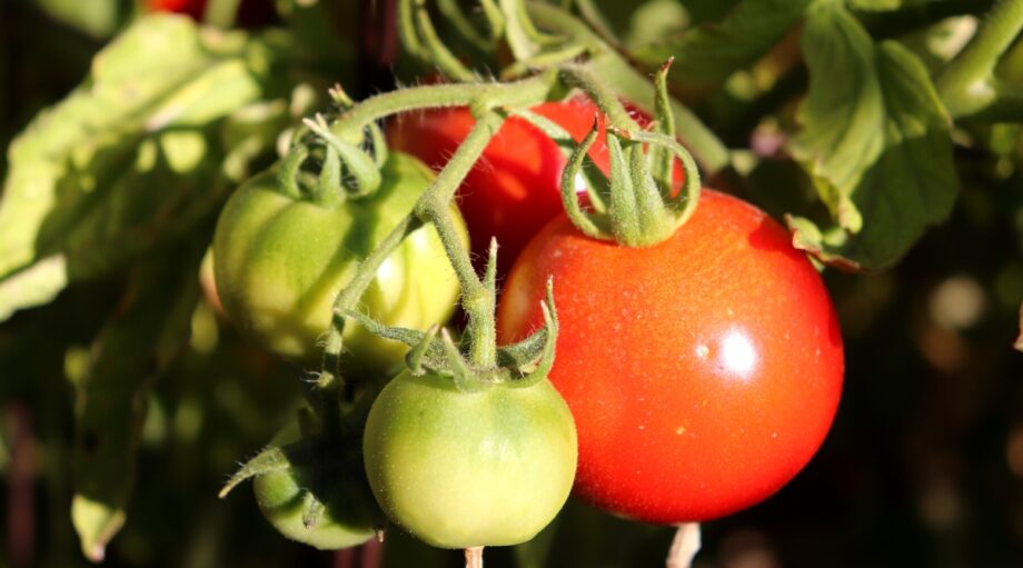 11 Easiest Tomatoes to Grow From Seed