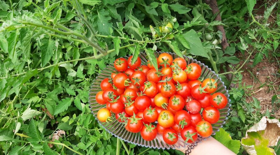 11 Easiest Tomatoes to Grow From Seed