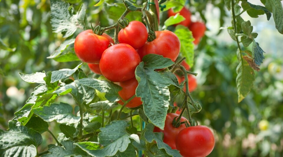 11 Easiest Tomatoes to Grow From Seed