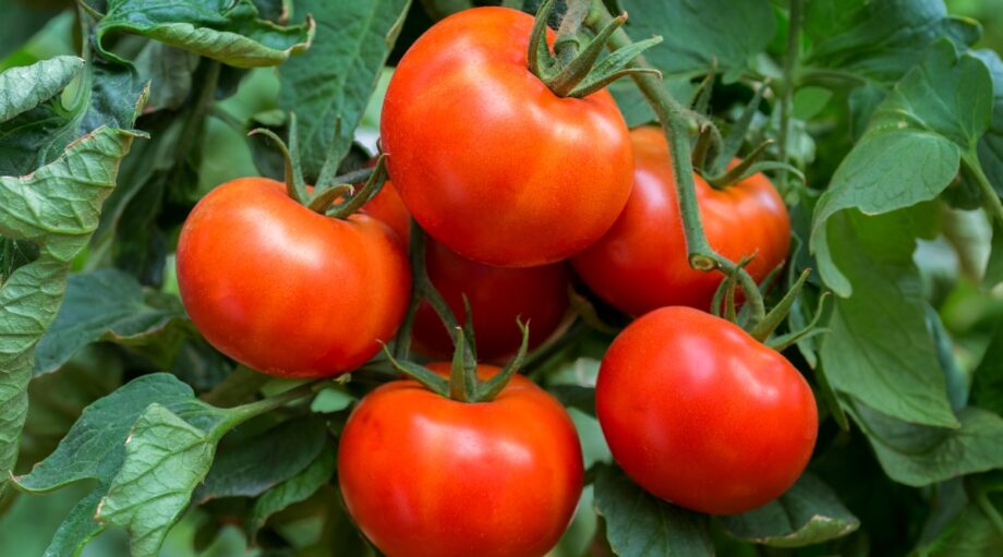 11 Easiest Tomatoes to Grow From Seed
