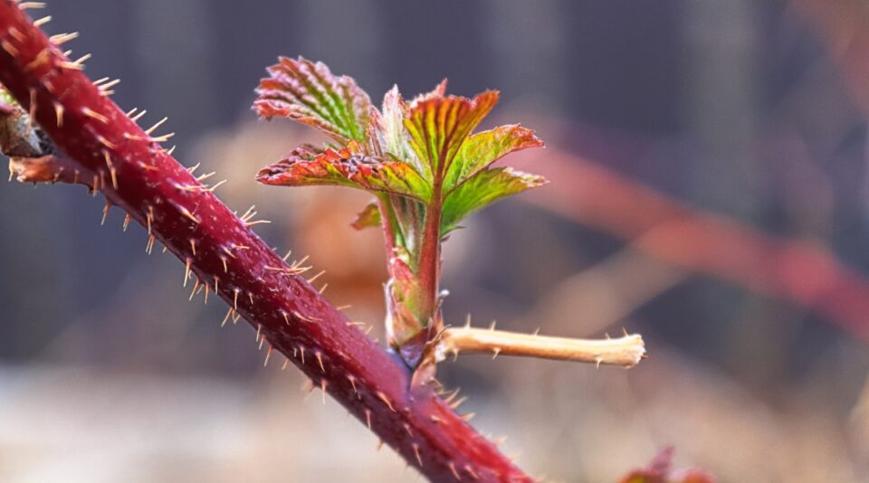 How to Prepare Raspberries for Winter in 7 Easy Steps