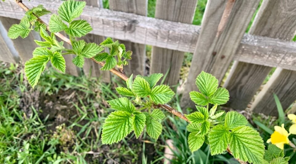 How to Prepare Raspberries for Winter in 7 Easy Steps