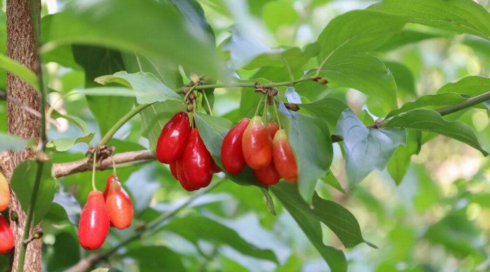 31 Plants That Provide Beautiful Winter Interest