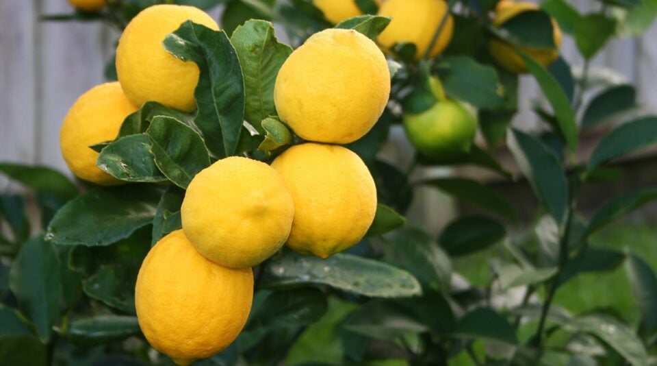 How to Plant, Grow, and Care for Indoor Lemon Trees