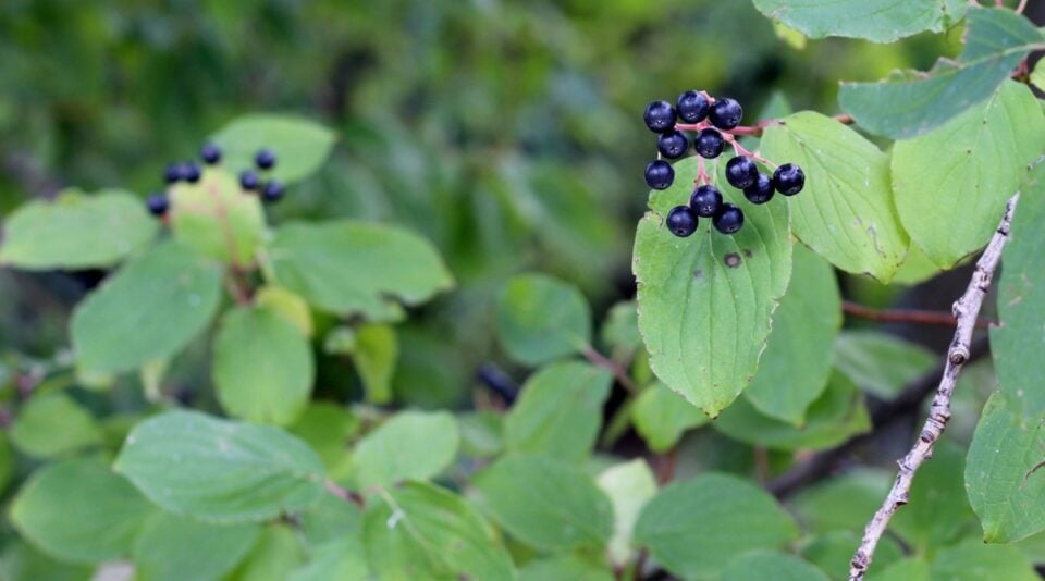 28 Invasive Plants to Avoid in The Midwest