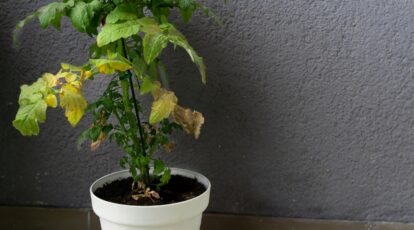 How and When to Repot Houseplants: A Repotting Plant Guide