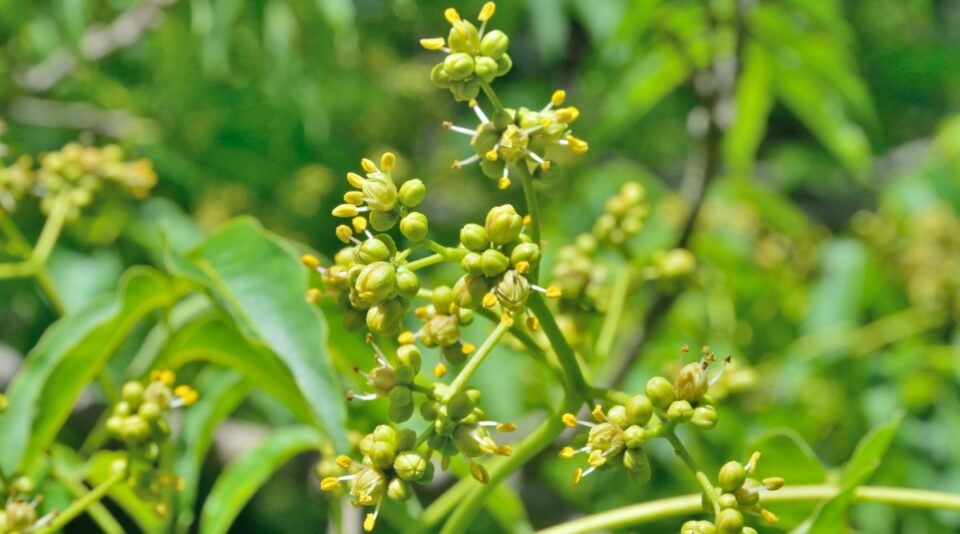 28 Invasive Plants to Avoid in The Midwest