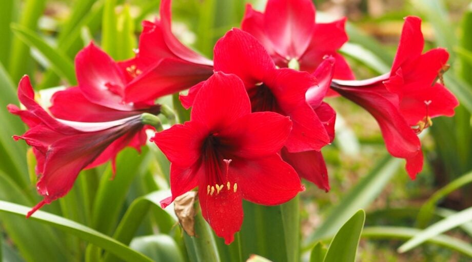 37 Festive Focal Plants for Containers and Planters