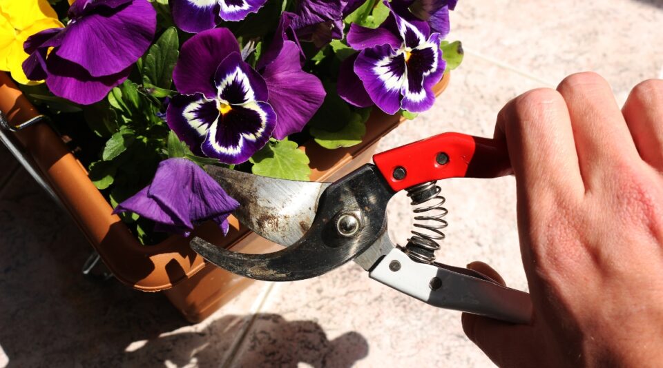 Violas, Violets, and Pansies: Grow These Frost-Ready Flowers