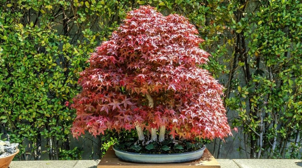 27 Plants for Gorgeous Fall Containers