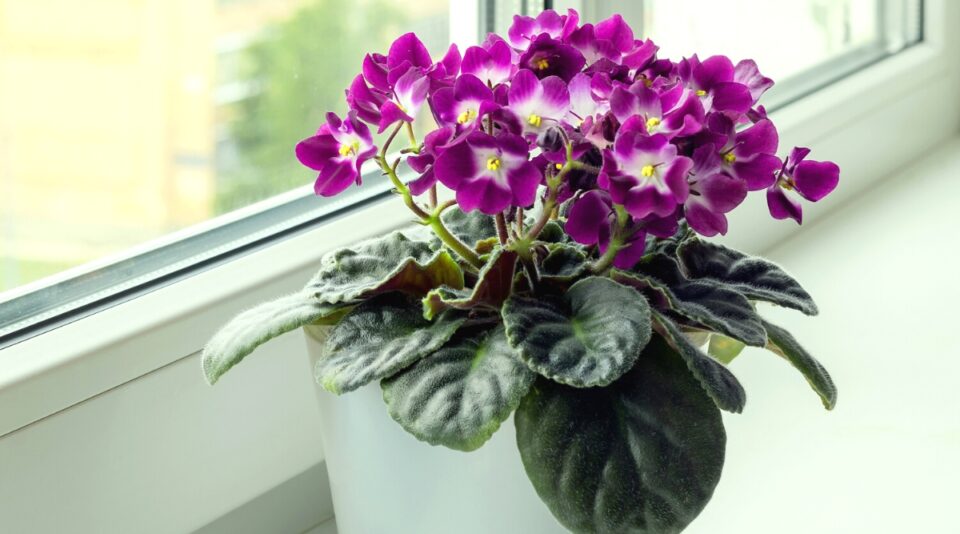 27 Best Houseplants To Brighten Your Home Through The Winter