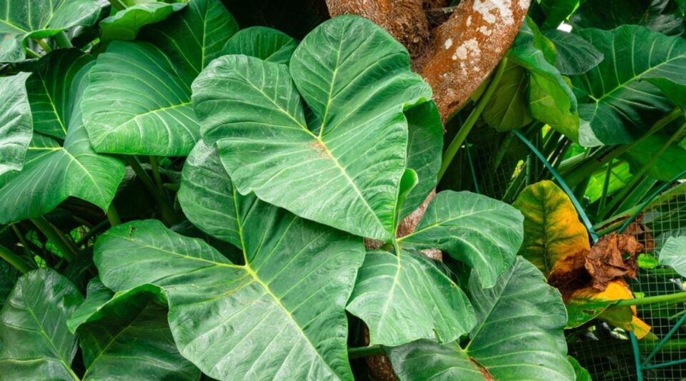Types of Alocasia: 25 Different Alocasia Varieties