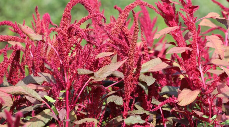 27 Popular Plants for The Thanksgiving Table
