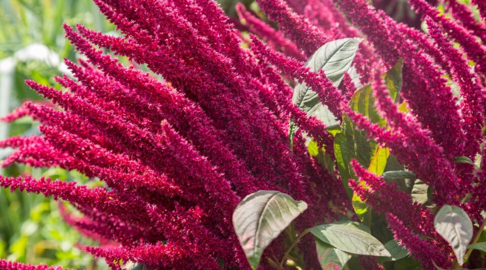 The 23 Best Flowers for Drying: Beautiful, Long-lasting Decor