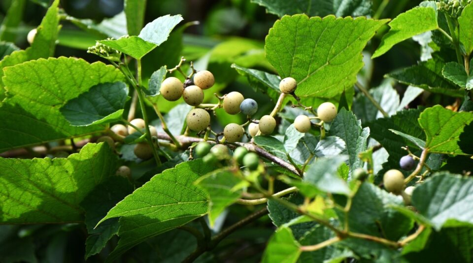 28 Invasive Plants to Avoid in The Southeast!