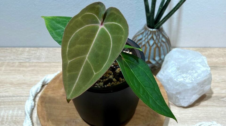 33 Beautiful Varieties of Anthurium – Nature's Gateway